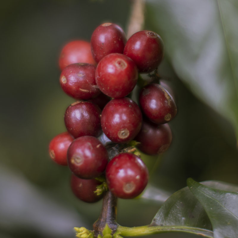 El Café en Panamá – Caficultura Panamá