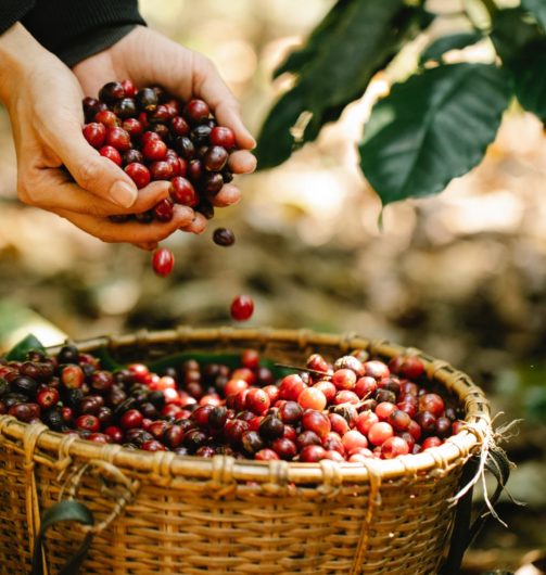 Producción – Caficultura Panamá Producción – Caficultura Panamá
