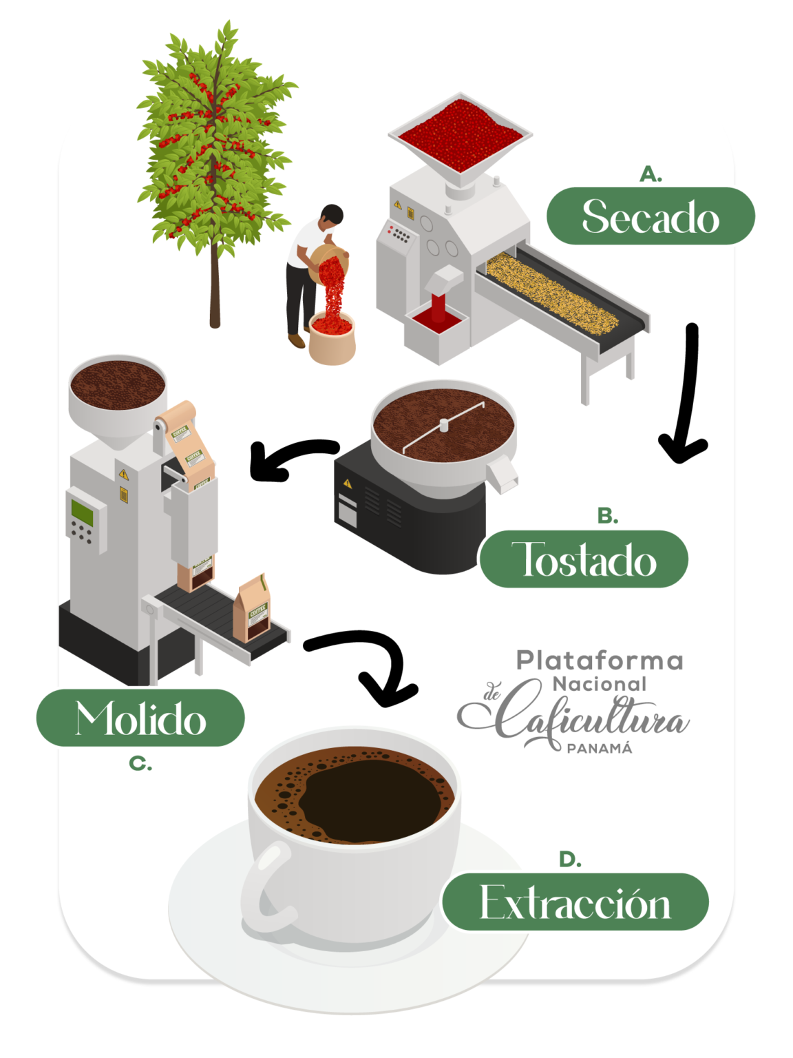 Procesamiento del Café – Caficultura Panamá Procesamiento del Café – Caficultura Panamá