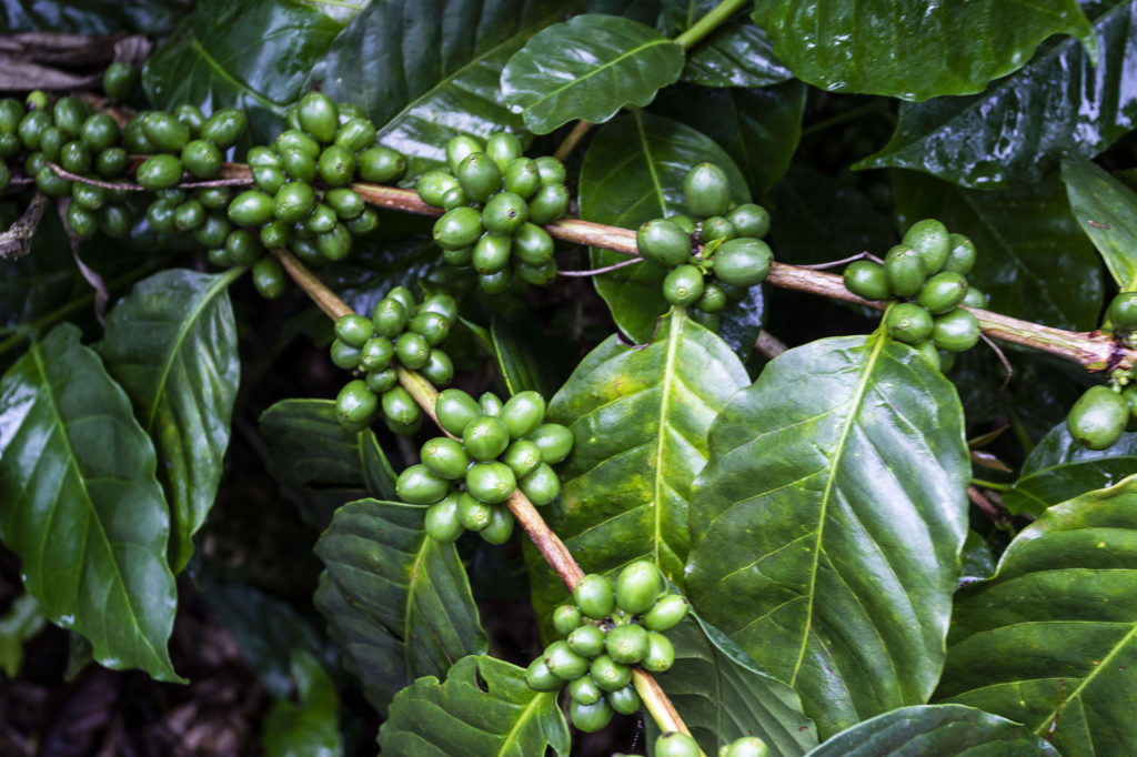 Algo de Historia – Caficultura Panamá